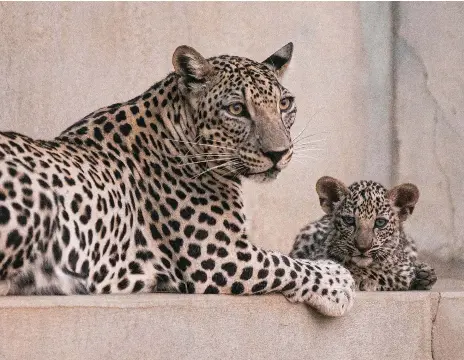 Saudi Arabia wants critically endangered leopards to roam free in the wild again - PressReader