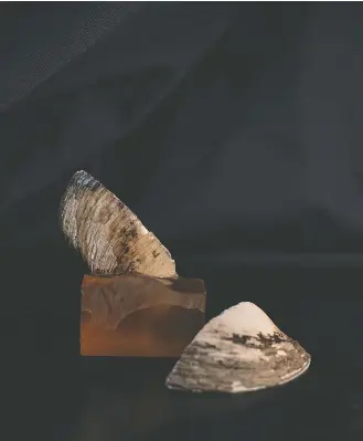 Aged clam may hold answer to a climate change mystery - PressReader