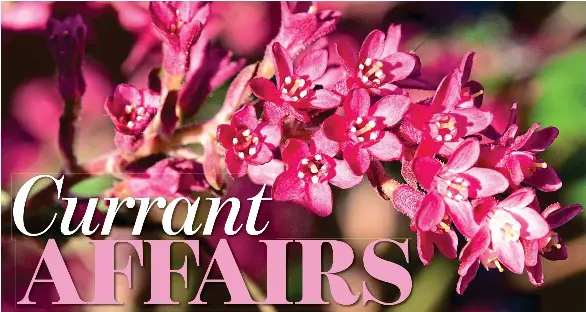 Currant AFFAIRS - PressReader