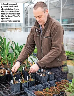 Hard graft to ensure famous sycamore tree lives on - PressReader