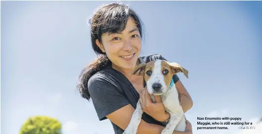 Pile of puppies rescued at Pātea - PressReader