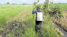 ARMYWORMS ATTACK CORN, CANE FIELDS IN NEGROS OCCIDENTAL - PressReader