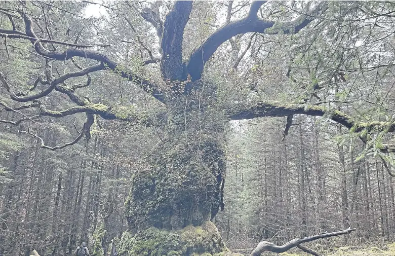 Musical roots - PressReader