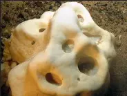 Britain’s barrier reef Thousands of feet below the surface, the natural ...