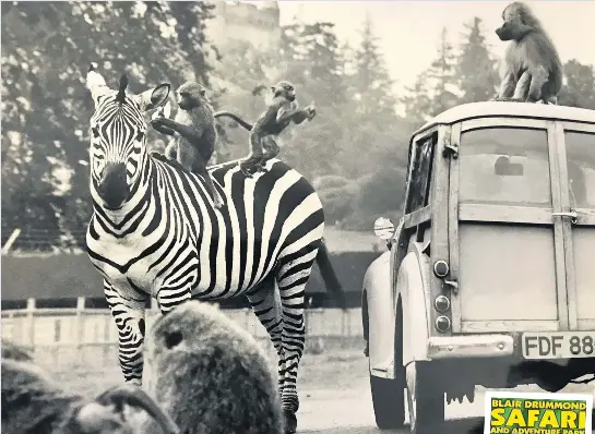 Win a family pass to safari park which blazed a trail - PressReader