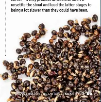 Q What’s the best way to feed a swim with hemp when trying to put ...