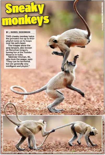 Sneaky monkeys - PressReader