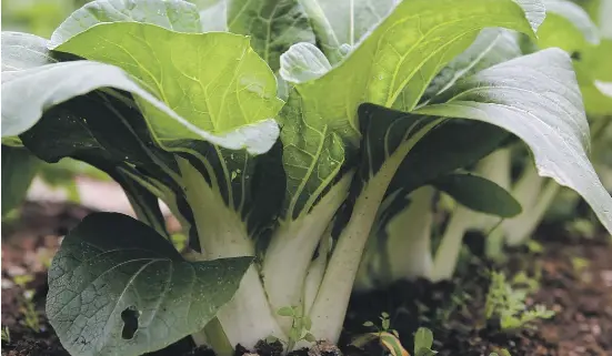 Hardy bok choy produce well over winter - PressReader