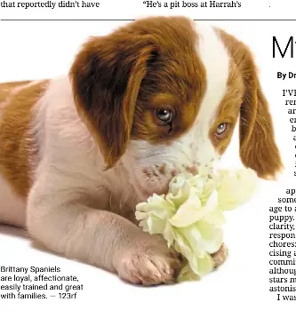 My childhood puppy - PressReader