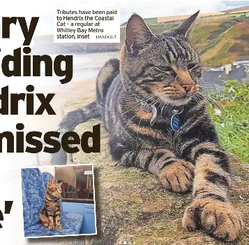 Legendary Metro-riding cat Hendrix will be ‘missed beyond measure ...