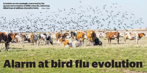 Alarm at bird flu evolution - PressReader