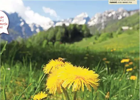 Vsestransk­o uporabni rumeni cvetovi - PressReader