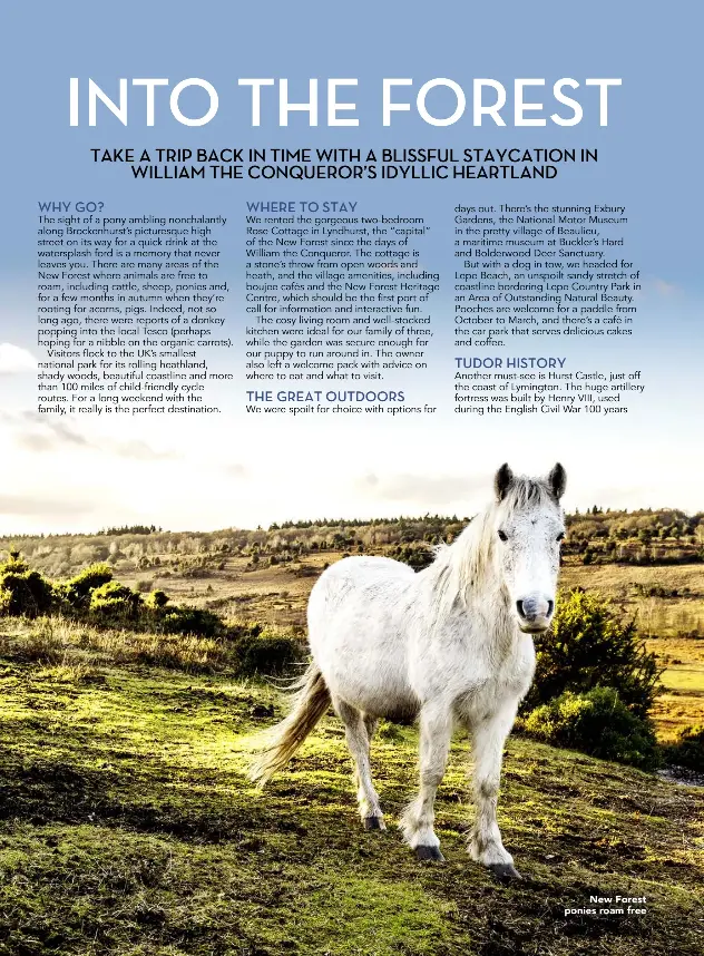 Into the forest - PressReader