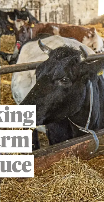 Dairy milking taste for farm fresh produce - PressReader