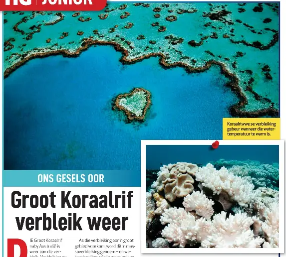 Groot Koraalrif verbleik weer - PressReader