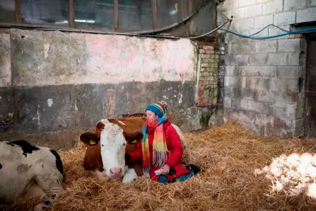 Feeling stressed? Cuddle a cow, says UK dairy farm - PressReader