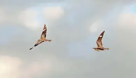 Nighthawk migration sparks wonder, awe - PressReader