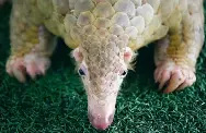 Pangolin genetic strain ‘99pc match’ to deadly virus - PressReader
