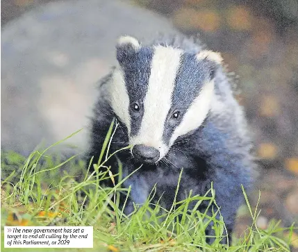 ‘Move at pace’ to eradicate bovine TB, urge farmers as costly badger ...