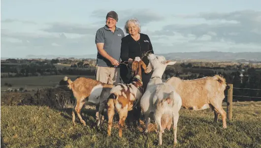 Triple gold for Northland cheese-makers - PressReader