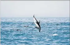 Tourism data gap leaves operators on shaky ground - PressReader