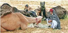 From `5,000 to `90,000 — Camel prices soar in Pushkar amid buzz over new rules - PressReader