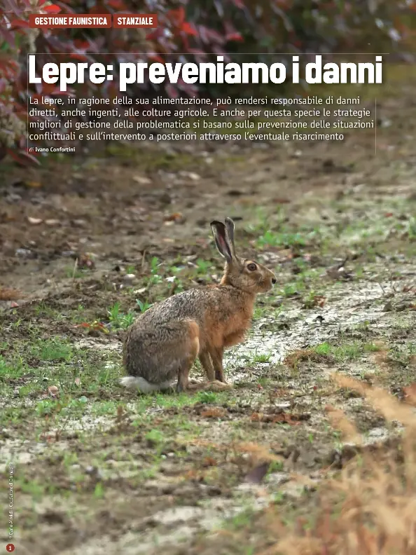Lepre: preveniamo i danni - PressReader