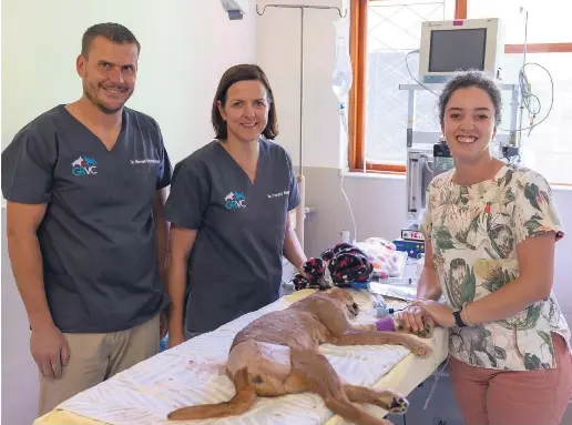 Escape artist caracal free at last - PressReader