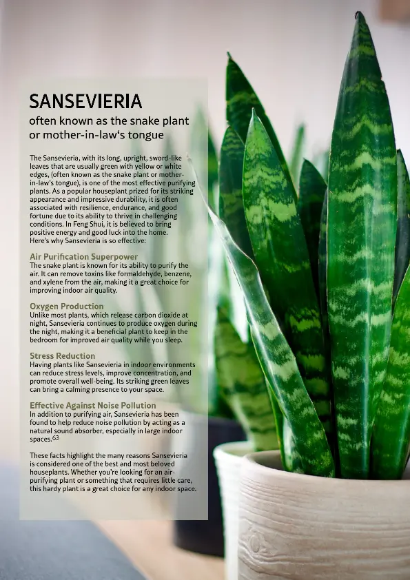 SANSEVIERI­A often known as the snake plant or mother-in-law‘s tongue - PressReader