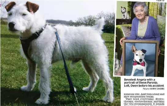 Why I went to court to prove my beloved ‘blog-writing’ terrier wasn’t ...