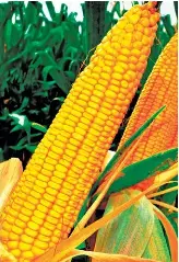 Pannar’s new yellow maize hybrids ensure superior performanc­e ...