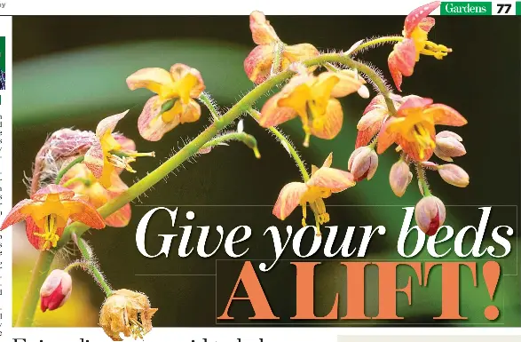 Give your beds A LIFT! - PressReader