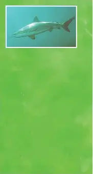 Surfer’s close encounter with shark - PressReader