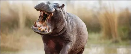 OWESIFAZAN­E UHLASELWE YIMVUBU WASHONA - PressReader