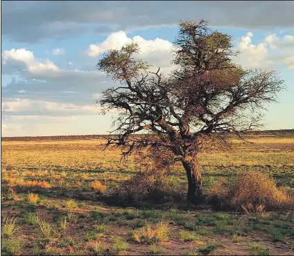 ‘Plant only climatesma­rt trees’ - PressReader