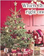 The ideal tree fir Christmas - PressReader