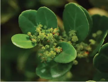 Umnqayi and becoming a man - PressReader