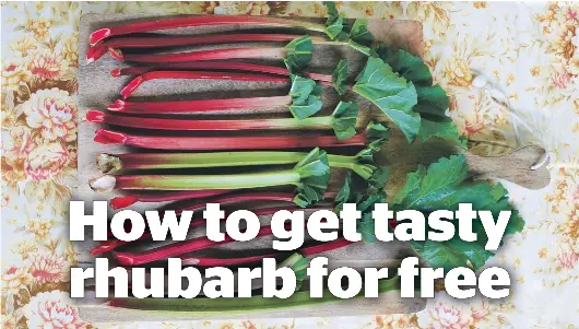 How to get tasty rhubarb for free - PressReader