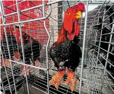 Rare ‘dragon chickens’ all the rage for Lunar New Year - PressReader