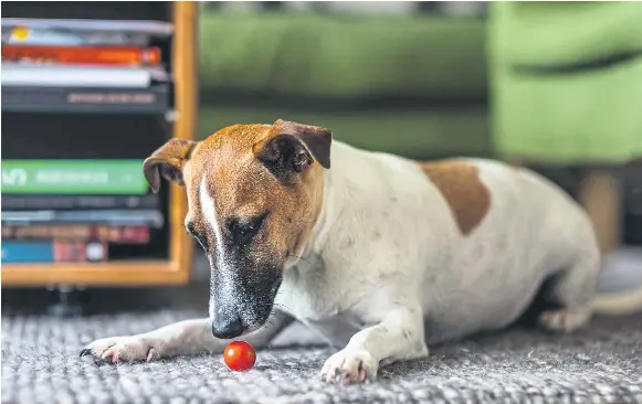 What you didn’t know about the royal dog of choice – the Jack Russell ...