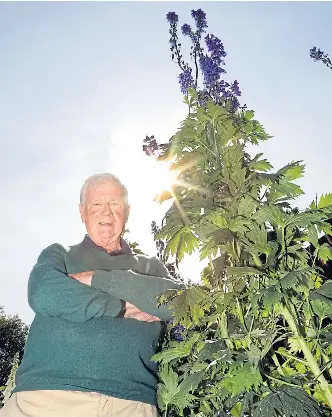 Graham Wise alongside his 10ft 6in delphinium which could go down in ...