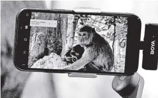 Cambodia investigat­ing Youtubers’ abuse of monkeys at Unesco site - PressReader