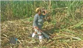 West women lead in cane fields - PressReader
