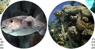 Comme des poissons dans l’eau… chaude « Le poisson-lion est extrêmemen ...