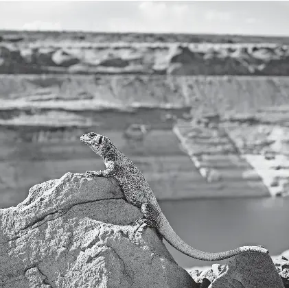 Feds seek talks on Colorado River plan - PressReader