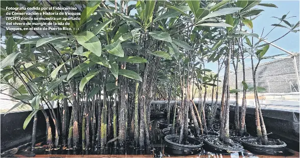 Los manglares, antídoto natural contra el cambio climático y los ...