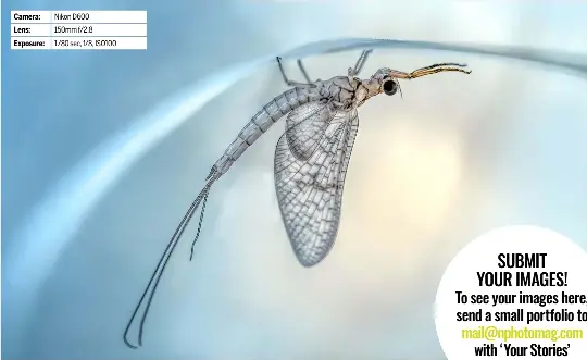 Infrared insects - PressReader