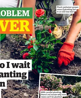 How long do I wait before replanting new roses in an old bed? - PressReader