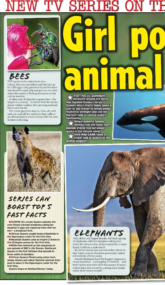 Girl power in the animal queendom - PressReader