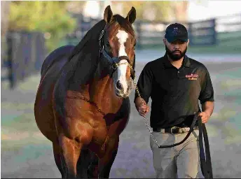 Into Mischief has three shots at history in Kentucky Derby - PressReader